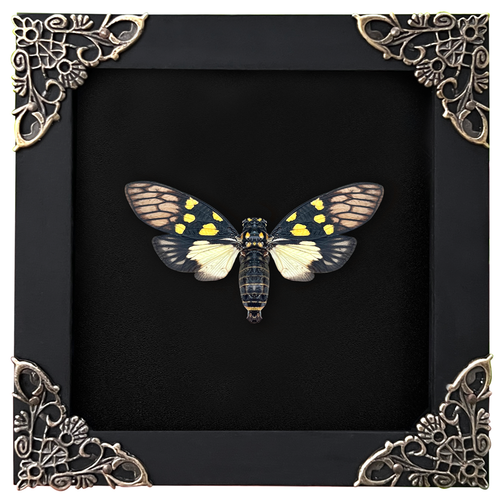Cicada Butterflies Insect Bugs Frame Moth Death Taxidermy Whimsigoth ...