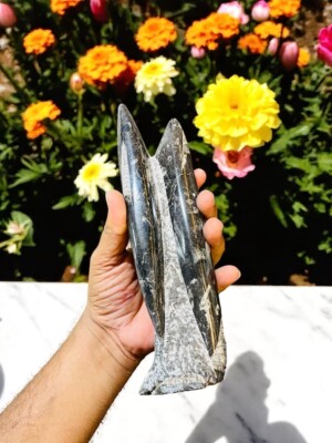 Soulwise Orthoceras Kuber Stone Crystal for Wealth and Prosperity ...