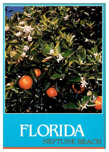 Florida Oranges FL Nature Neptune Beach Chrome Postcard UNP | eBay