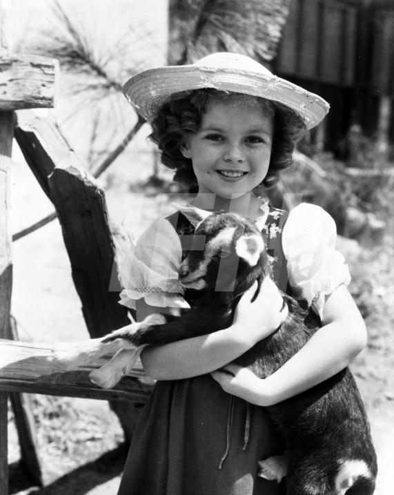 8x10 Print Shirley Temple Heidi 1937 with Goat #ST1272 | eBay