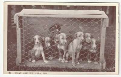 Vintage Postcard Tuck's Glosso "Puppydom" Real Photo Puppy Dogs In ...