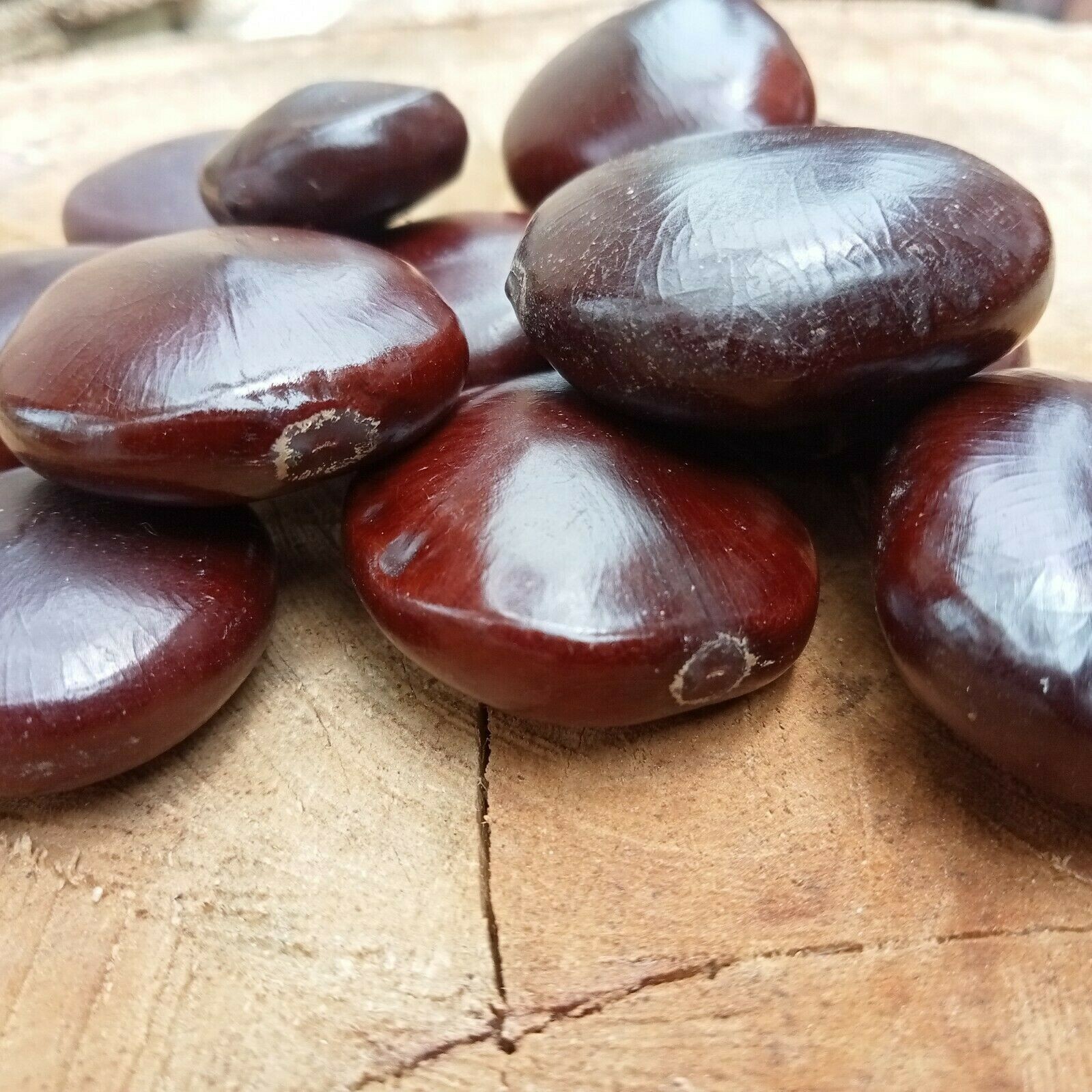 Entada pusaetha Rheedii Kakkumkaya African Dream Herb Snuff Box Sea ...