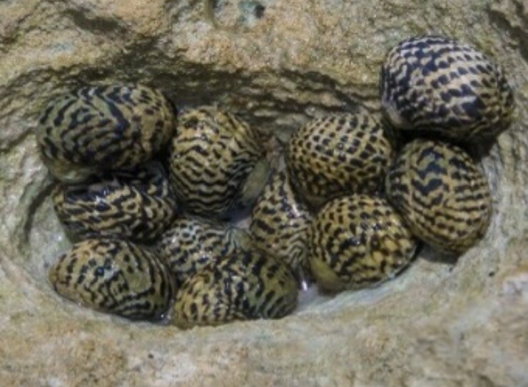 10 Pack Nerite Snail Saltwater Algae Zebra Cleaner Astrea Cone Head ...