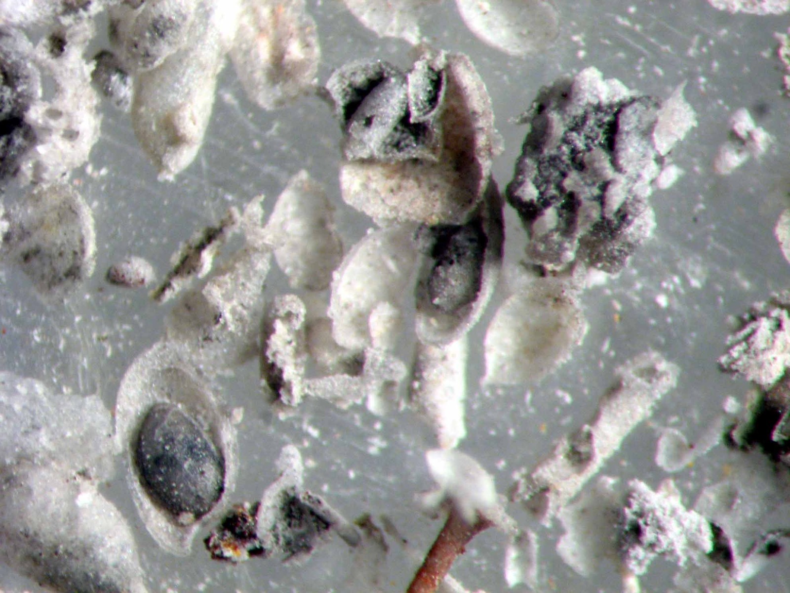 Mississippian SILICIFIED OSTRACOD rich microfossil SLIDE Tin Mountain ...