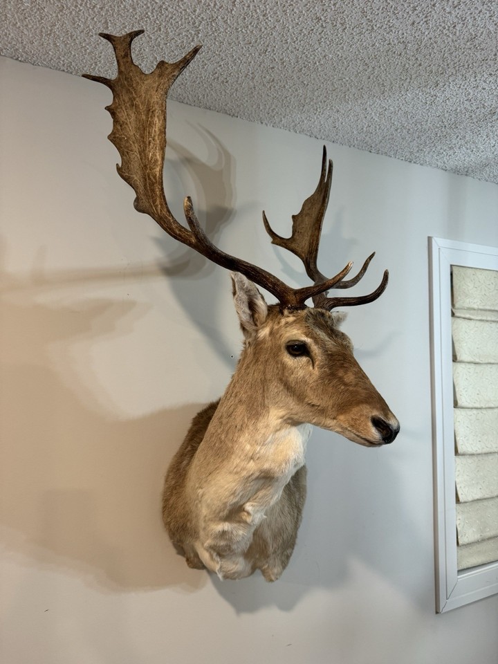 🦌 Three Deer Shoulder Mounts for Sale – Fallow, Whitetail & Mule Deer ...
