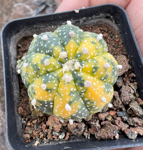 1pc Seeding Astrophytum asterias variegated with roots cactus | eBay