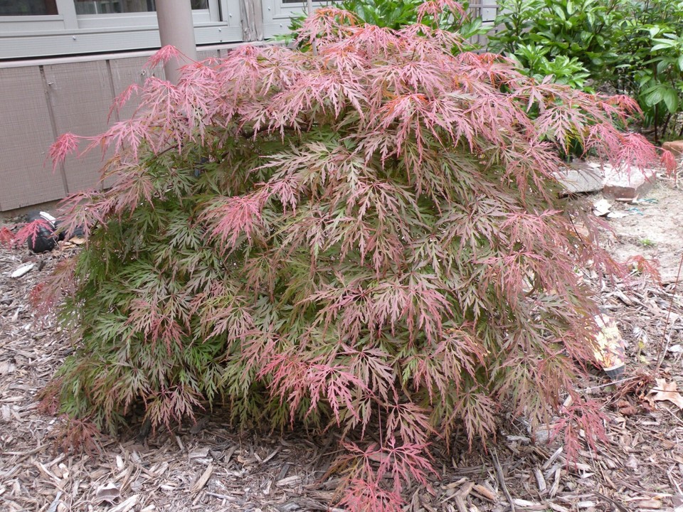 Orangeola Weeping Laceleaf Japanese Maple Tree - Live Plant - ( 2.5 QT ...
