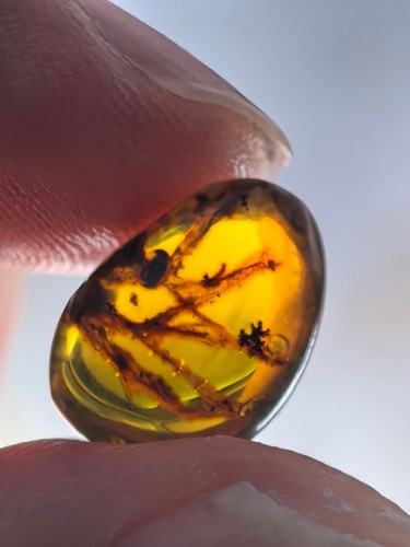 unknown plant Burmite Myanmar Burmese Amber insect fossil dinosaur age ...