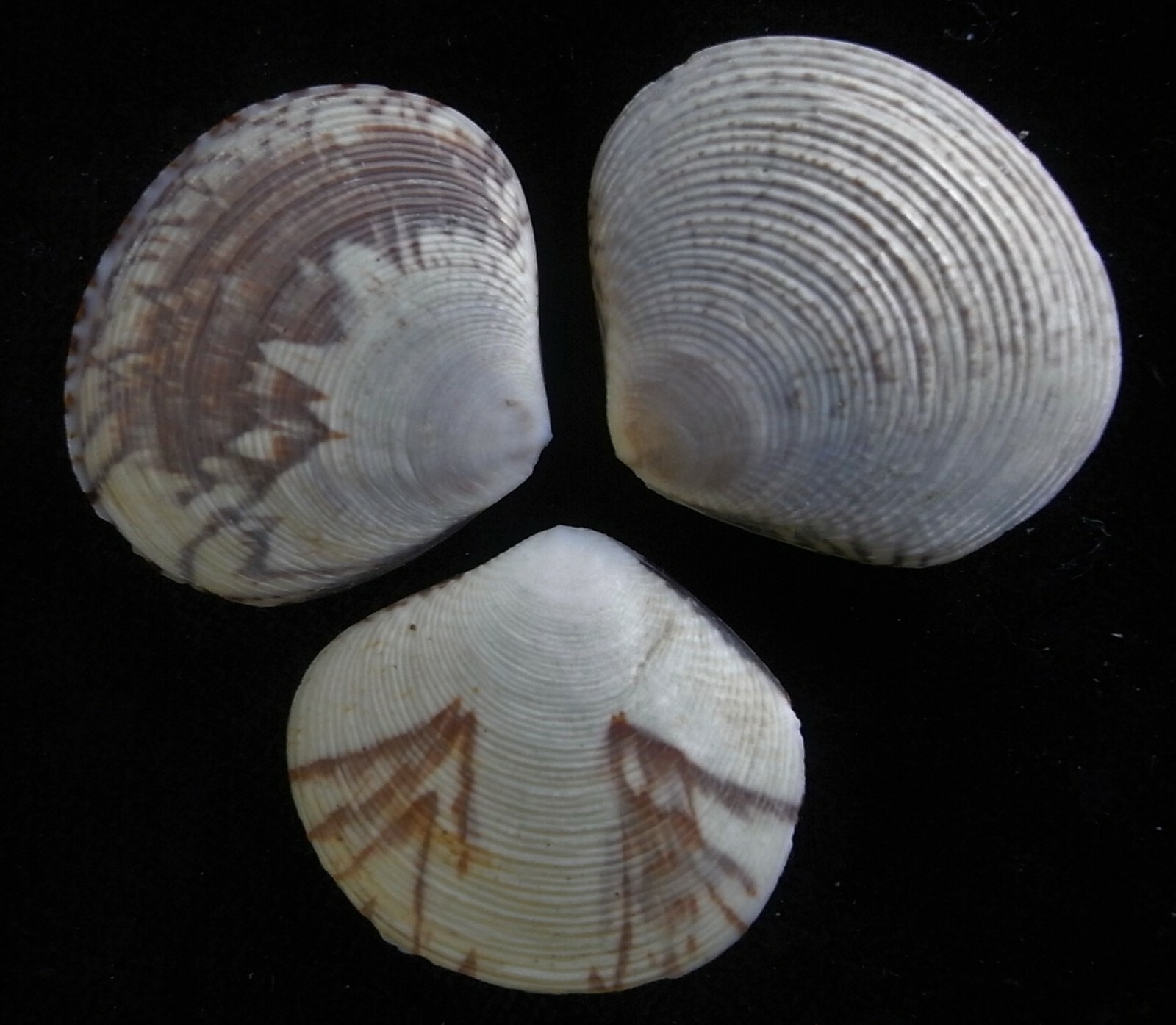 seashell SET OF 3 Circe scripta SELECTED PATTERN 35-39mm Gem/F+++ | eBay