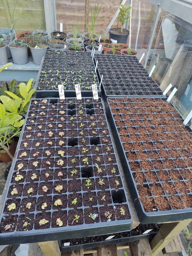Wholesale perennial plug plants | eBay UK