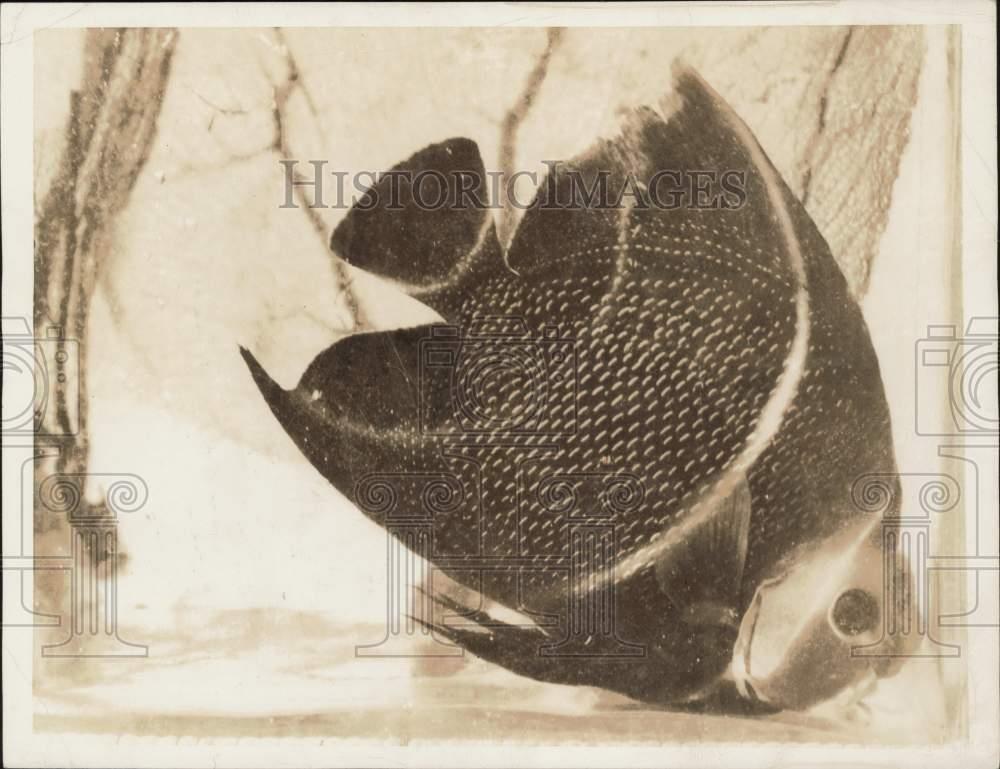 French Angelfish Drawing French Angel Fish: Over 19 Royalty Free