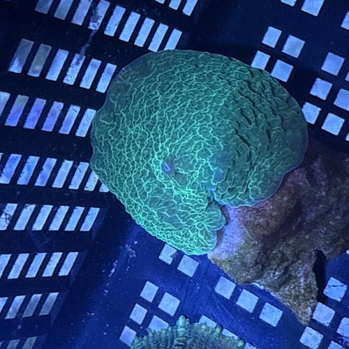 WYSIWYG Green Discosoma Mushroom | eBay UK