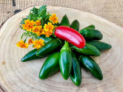 Jalapeno rot aus Mexiko Schärfe 5-7 reicht tragend super Geschmack 15 ...