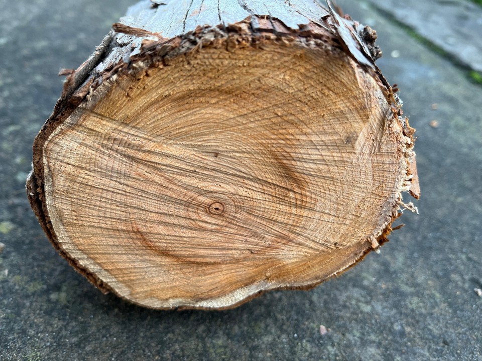 Yew Wood Log for Wood Turning Carving Crafts Projects | eBay UK