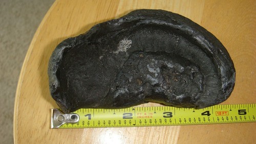 B134 Fossil Cetacean Bullae Inner Ear Bone Mammal Extinct Whale Large ...