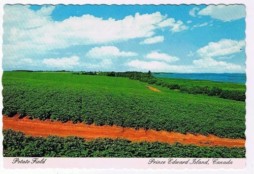 Prince Edward Island PEI Postcard Potato Field Red Soil | eBay
