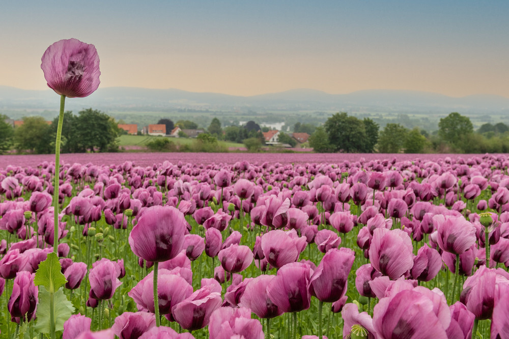 Schlafmohn Blaumohn -paparver soniferum- Mohnsamen 2000 Stück -große ...