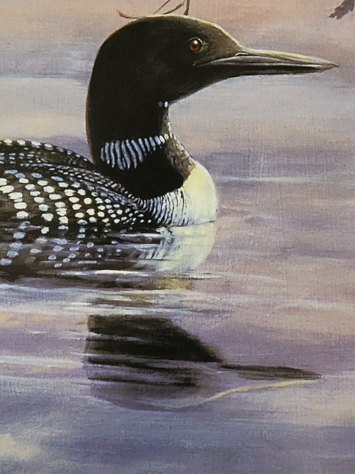 Loon Wall Art Print Northwoods Wildlife Boundary Waters Minnesota ...