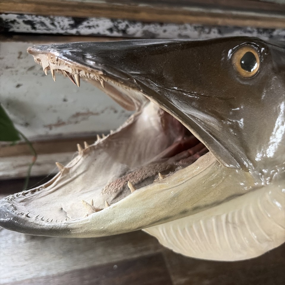 Vintage Mancave Large 40” Long Musky Fish Taxidermy Nice Looking Wall ...