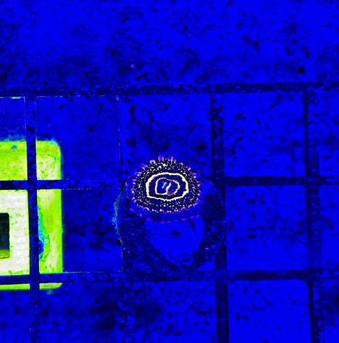 BEC Stratosphere Zoanthids Zoa Strat WYSIWYG Live Coral Frag Soft Rare ...