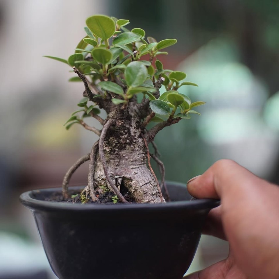 Real Plant Bonsai Ficus Microcarpa Dolar Mangkok Micro Mini Size Bonsai ...