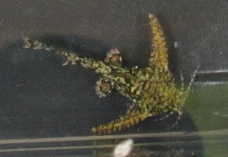 3 Pack - RARE Mini Moth Catfish Live Freshwater Aquarium Tank Fish | eBay