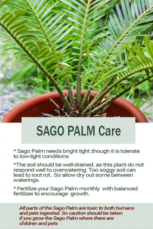 King Sago Palm Live Bare Root Plant Cycad Revoluta Large 8-10" Trunk No ...