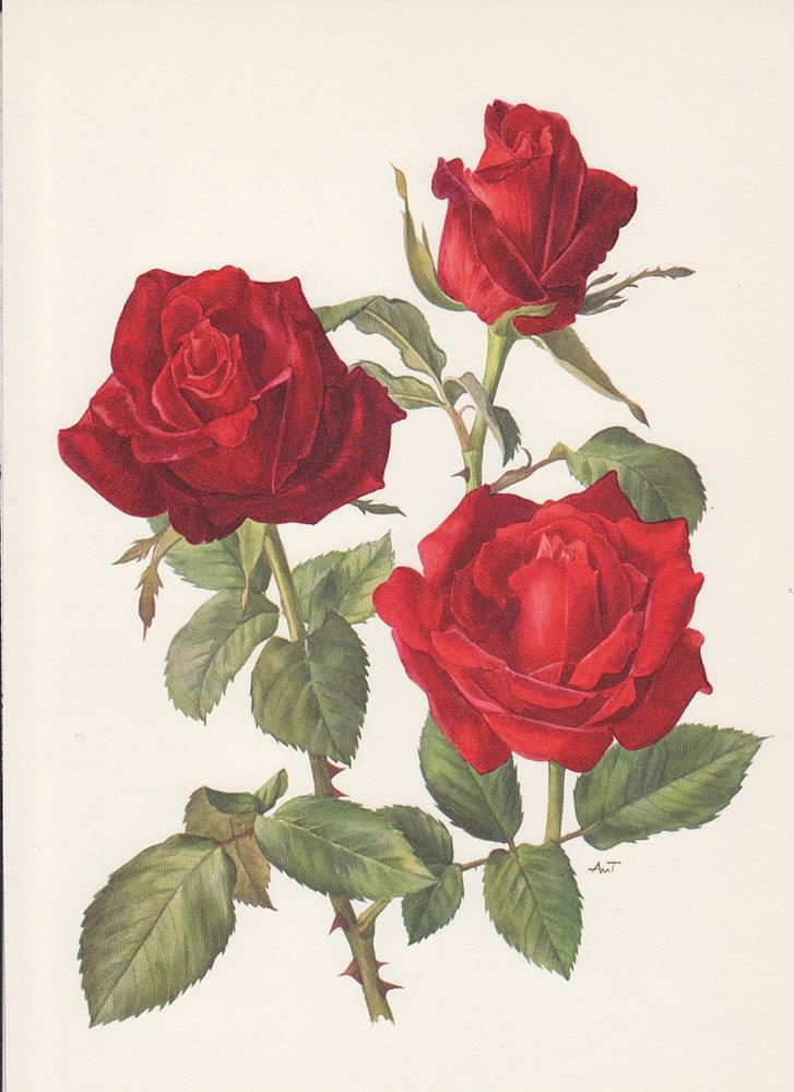 Rose 'JOSEPHINE BRUCE' Rosen Offset-Lithografie 1965 Anne Marie ...
