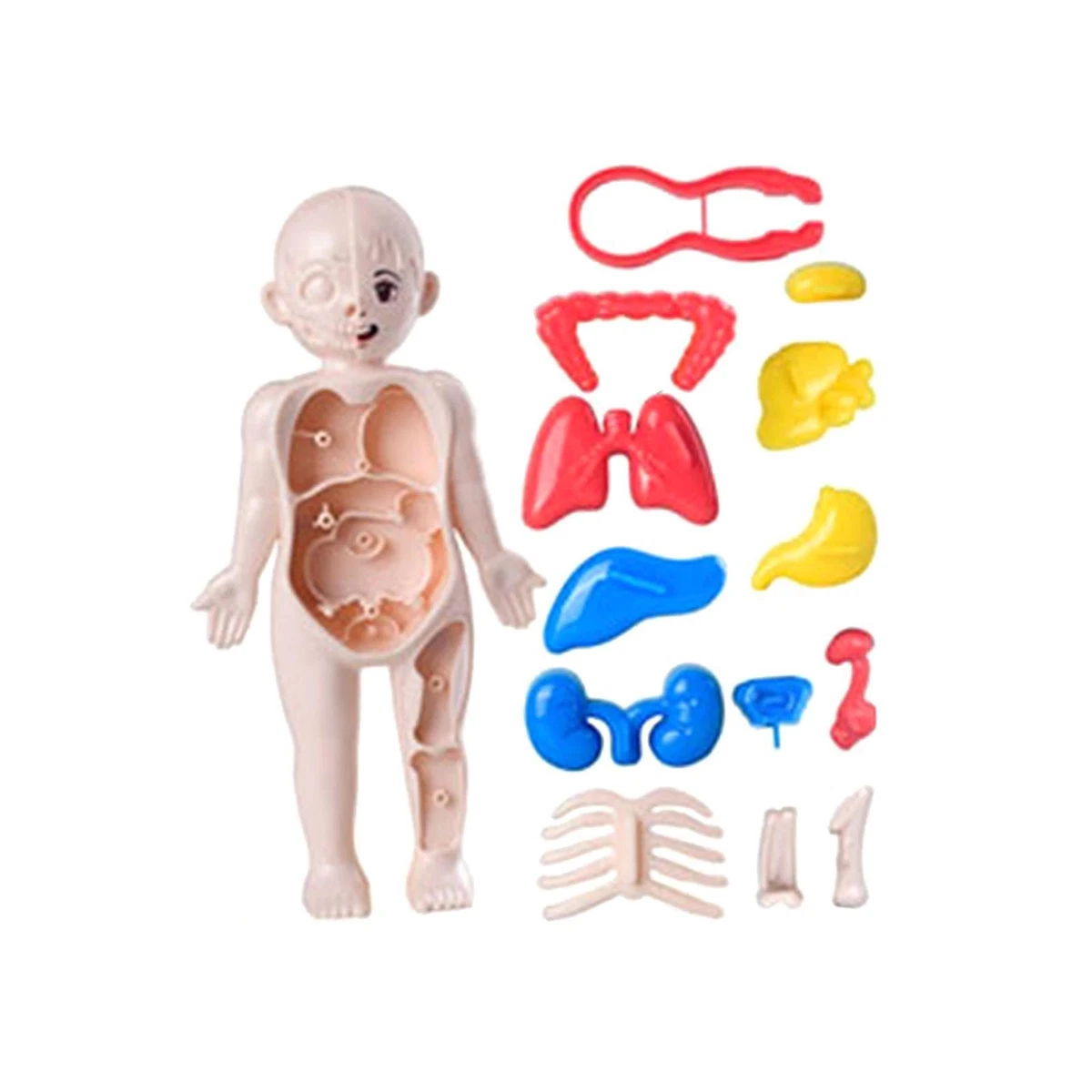 Kidney Model For Kids