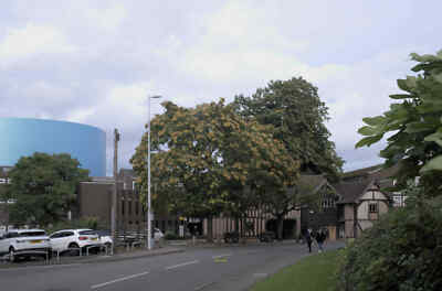 Photo 6x4 Tree of Heaven Most of the trees in central Coventry are ...