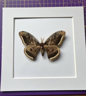 Giant Peacock Moth Taxidermy Framed Specimen Entomology Display | eBay UK