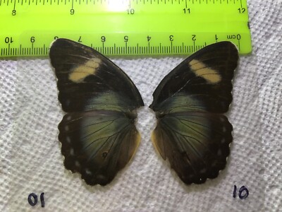 UAE 10 A+/ A Euphaedra ?? Nymphalidae Butterfly of Africa | eBay