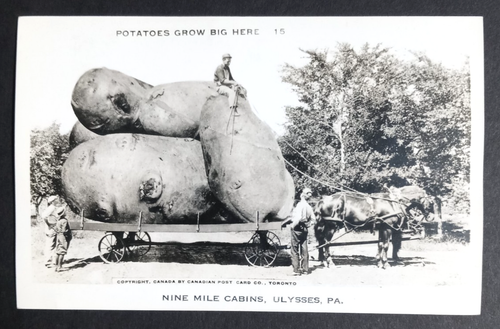 Potatoes Grow Big Here RPPC Farm Exaggeration Humor Ulysses PA Postcard ...