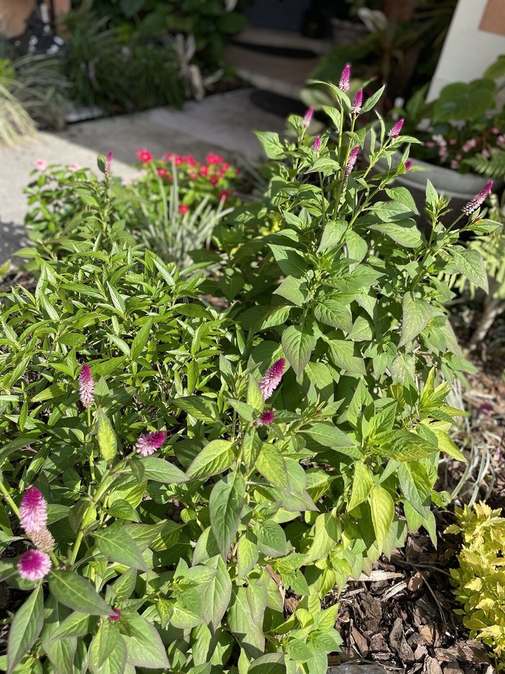 3 Amaranth Plants, Nectar Full Bee Attractive. Small Plant, Pink Blooms ...