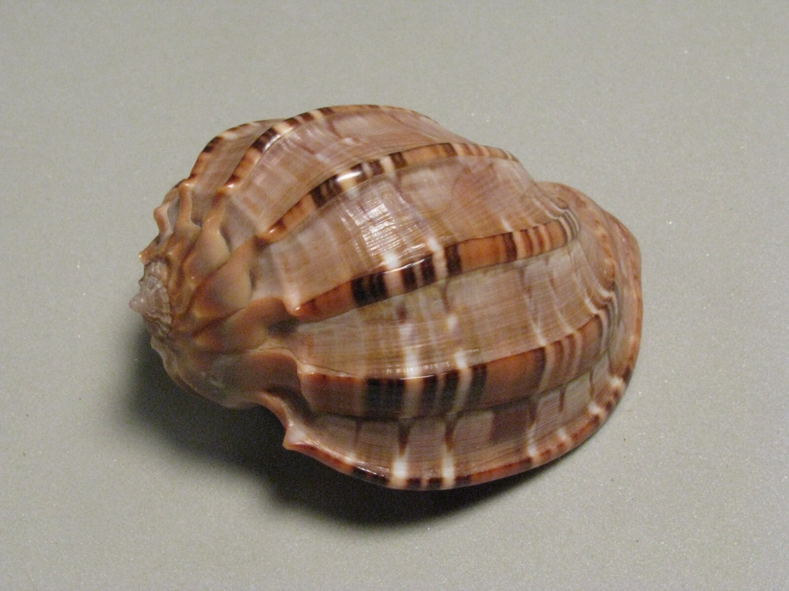 Harpa davidis Röding, 1798 "DEEP WATER" (56.5mm) | eBay