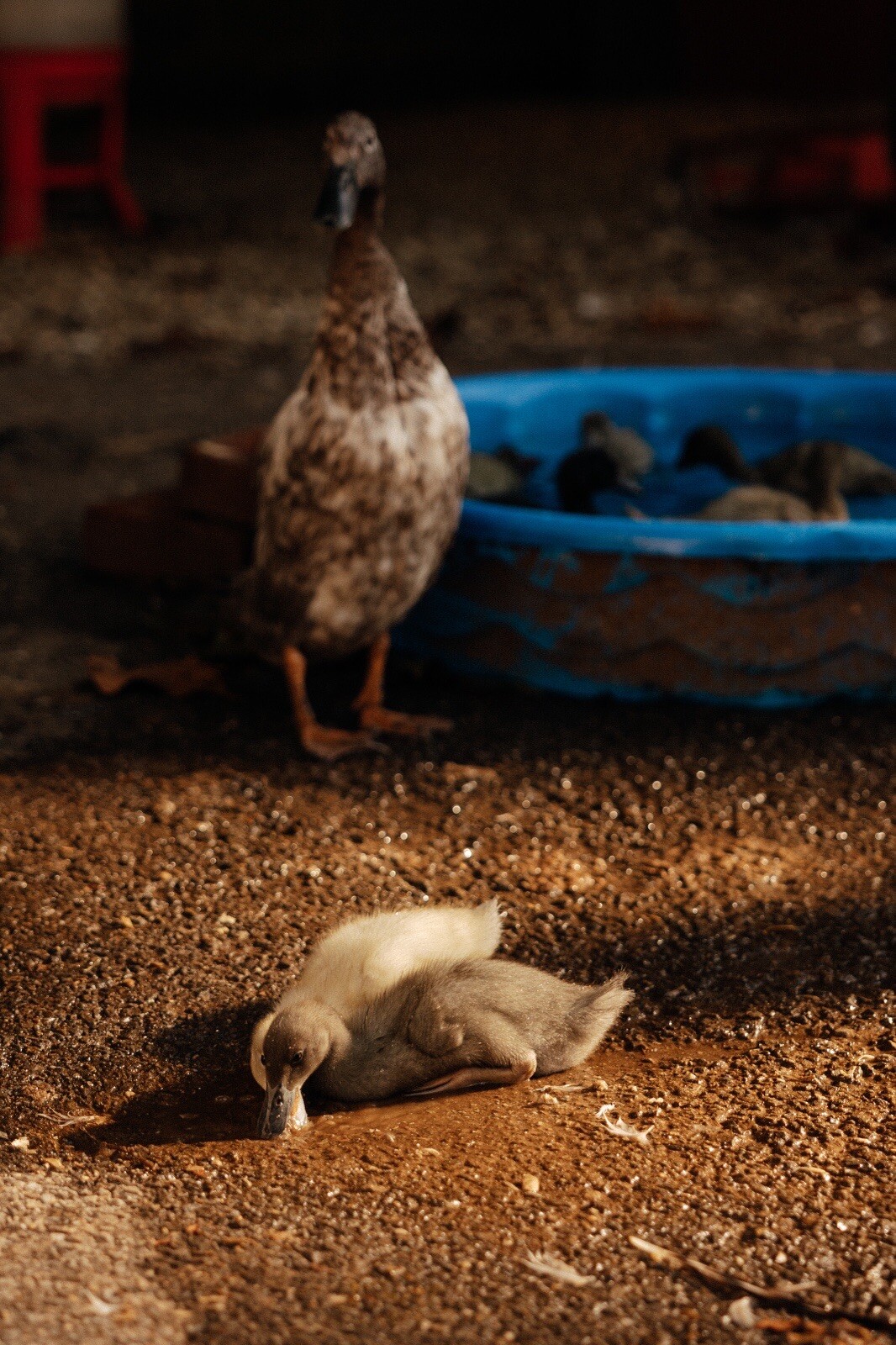 6 Fertile Duck Eggs For Hatching! Khaki, Blue Runner, Harlequin, Cayuga ...