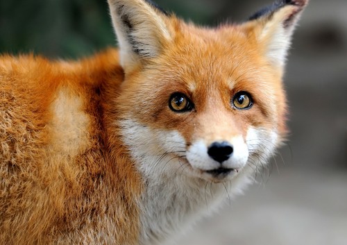 Adorable Ginger Fox Poster Print Size A4 / A3 Wild Animals Poster Gift ...
