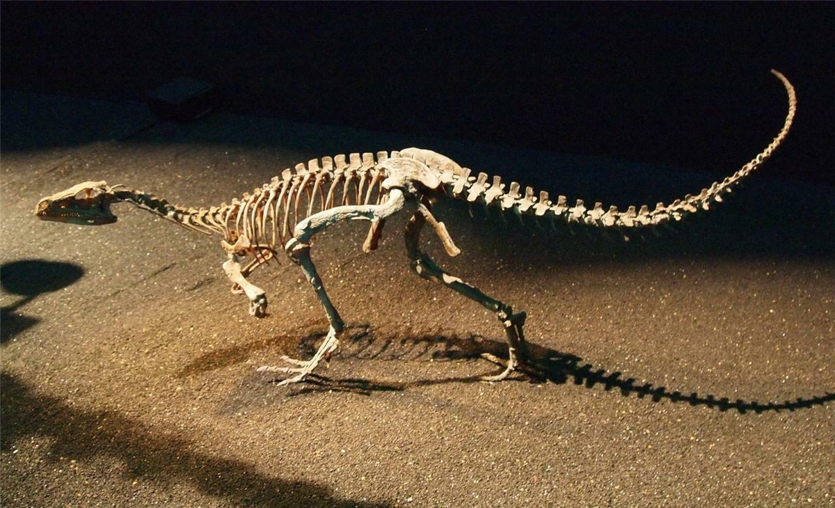 Eoraptor Skeleton The Marsh Dinosaurs – Cretaceous | EXTINCT