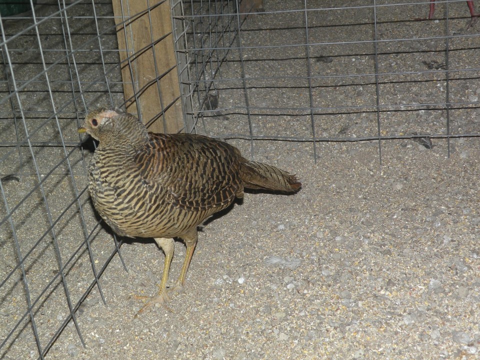 10+ FERTILE RED GOLDEN PHEASANT HATCHING EGGS. | eBay