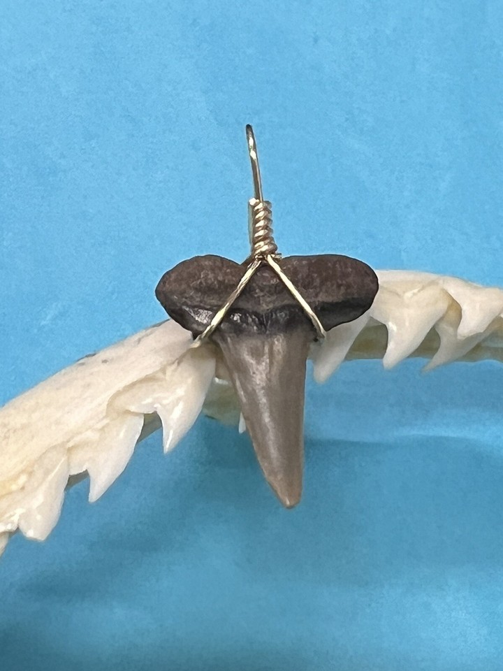 SHARK TOOTH PENDANT…3/4 Inch Fossilized LEMON Shark Tooth from Venice ...