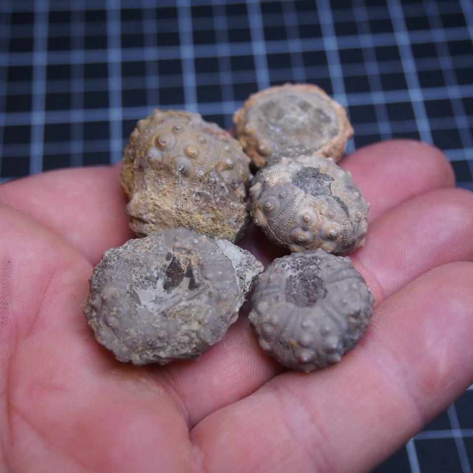 5pcs 64gr Sea Urchin Cidaris Cidaridae Fossil Natural Lot 951 | eBay