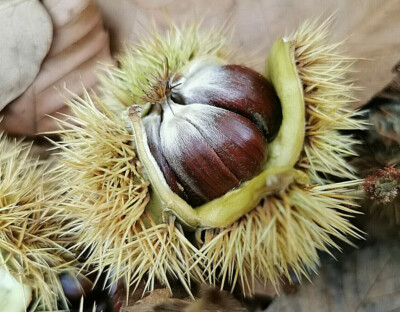 CASTANEA SATIVA, Sweet Chestnut Tree, hardy, edible nut, 20-30cm tall ...