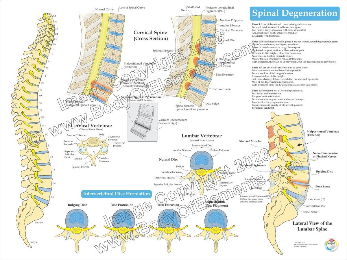 Chiropractic Spine Chart