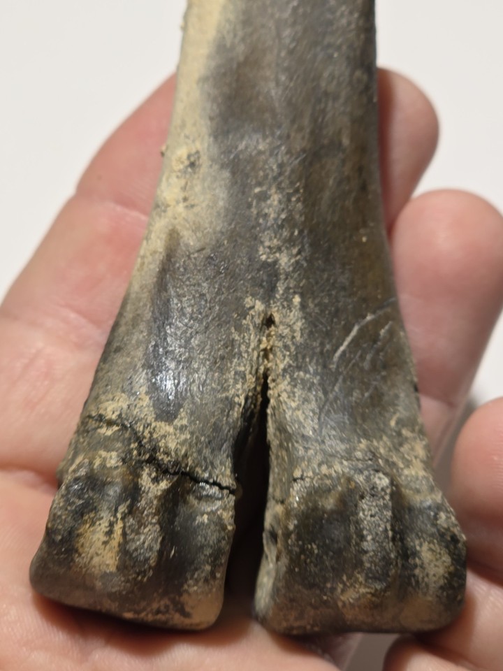 Fossil Camel Cannon Bone Leg Bone Pleistocene Ice Age Florida River ...