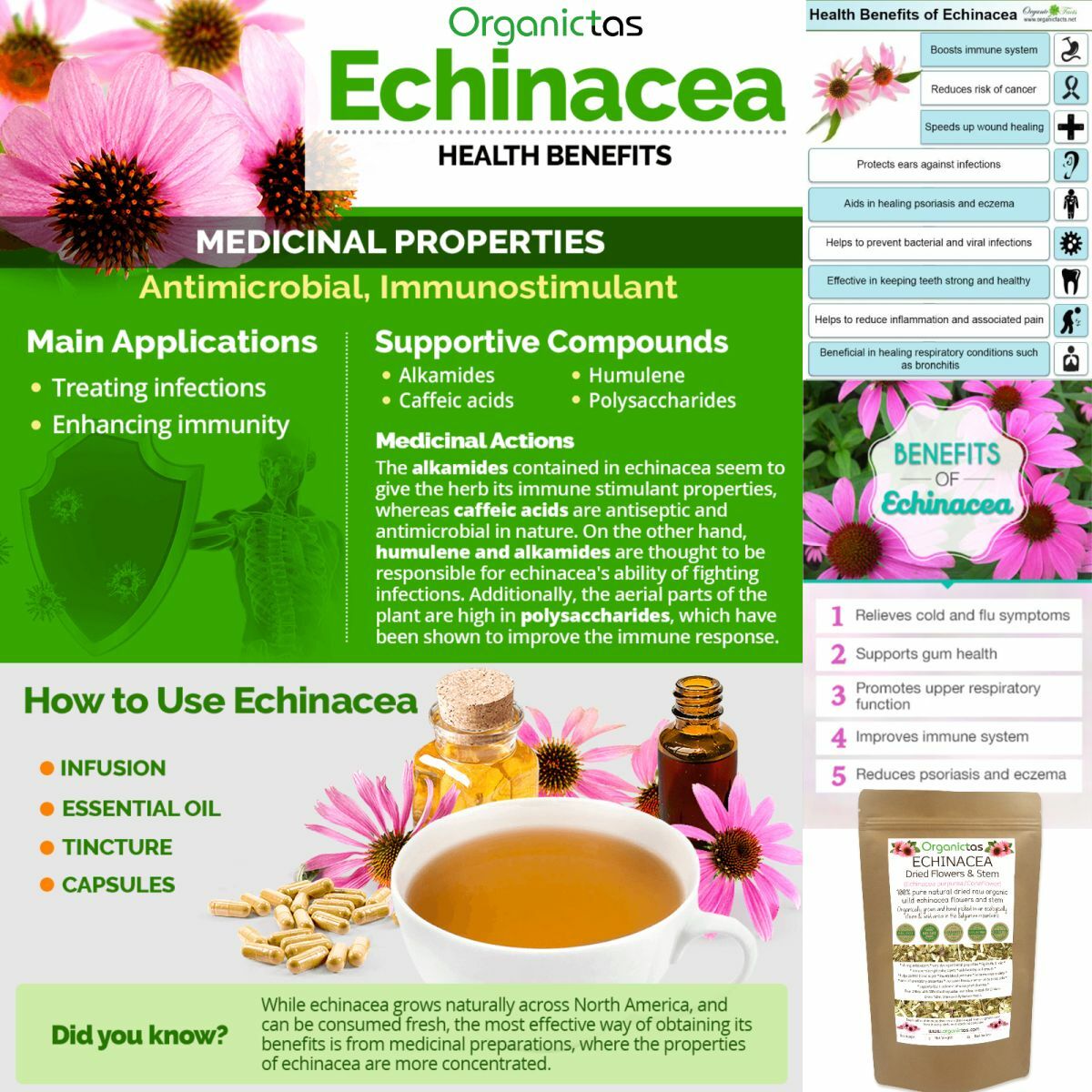 Echinacea Tea For Colds