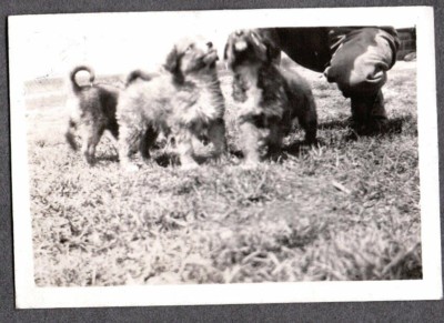 VINTAGE PHOTOGRAPH 1930-40'S HAIRY FLUFFY FARM RANCH DOGS PUPPIES MAN ...