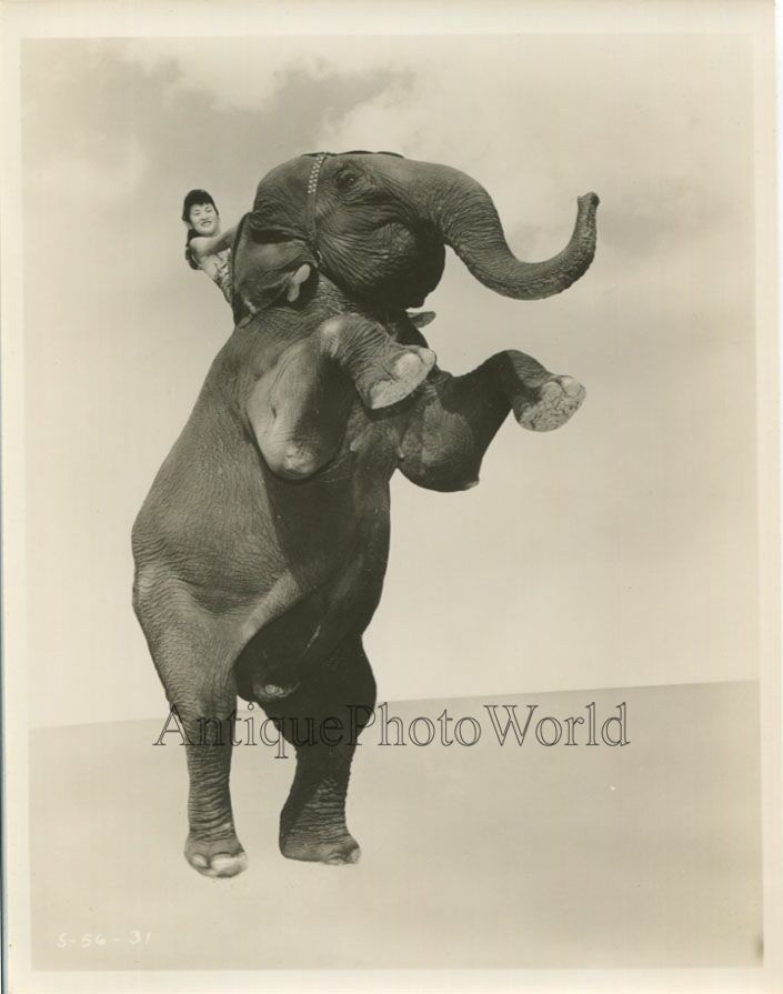 Asian woman on elephant circus performer vintage Ringling Bros photo | eBay