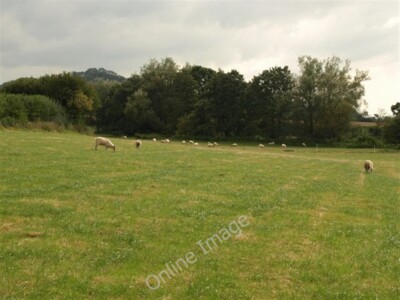 Photo 6x4 River Parrett Trail Chiselborough Sheep graze in a field ...