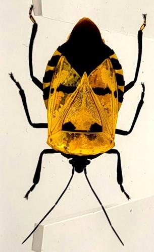 2.9 " Echt Man-Faced Stink Bug IN Lucite Harz Preserved Catacanthus ...