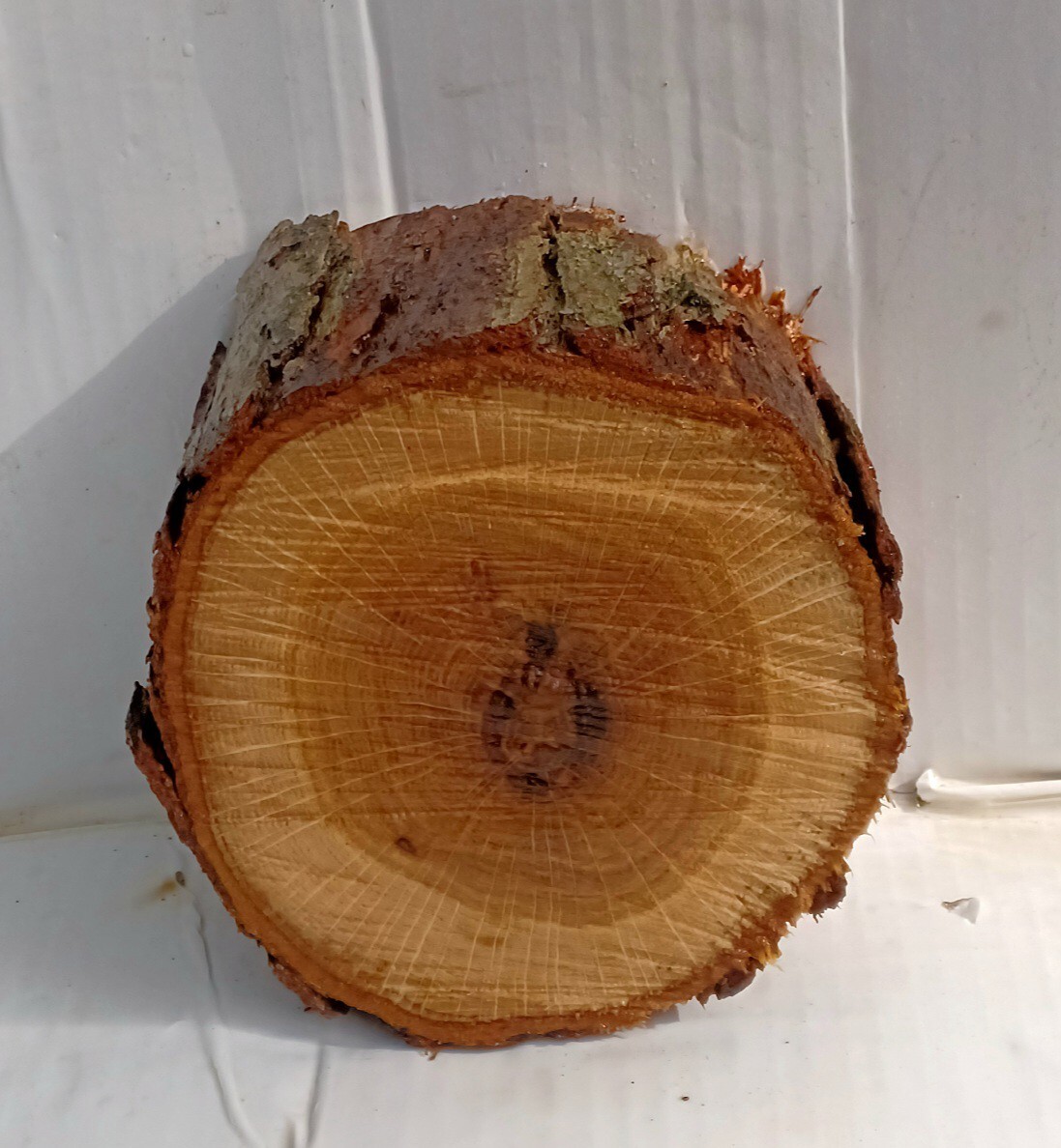 Hickory Wood Cross Section